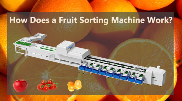 How Does a Fruit Sorting Machine Work? | Easyweigh