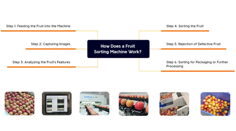 How Does a Fruit Sorting Machine Work? | Easyweigh