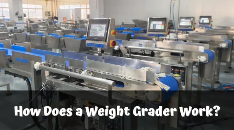 How Weight Graders Improve Fish Sorting? | Easyweigh